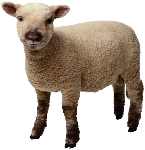 Sheep Transparent PNG All