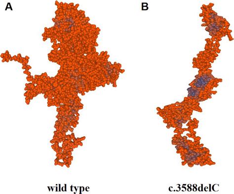 The Mutation Of The Speg Gene C3588delc Was Predicted By Mutation Download Scientific Diagram