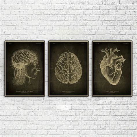Anatomy Brain Mural Poster Vintage Human Temu