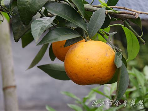 沃柑洪江花卉种植洪江市全星花果研发有限公司