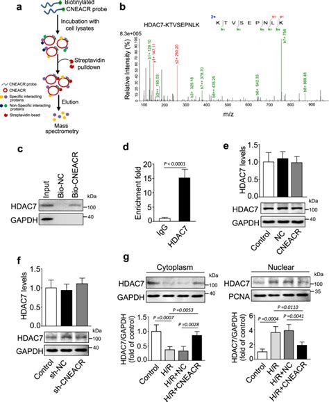 The Circrna Cneacr Regulates Necroptosis Of Cardiomyocytes Through