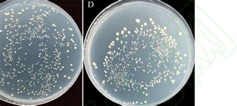 Self Activation Verification Of The Bait Vector Pgbkt7 Mp A Positive