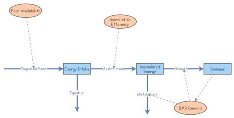 Endotherm Herbivore Insight Maker