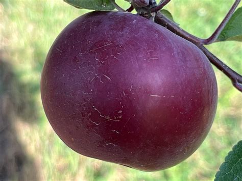 Ruby Mac Apples Wisconsin Mcintosh Variety 1913 Kickapoo Orchard