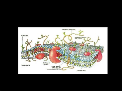 Sturcture Of Prokaryotic And Eukaryotic Cells Cell Division Mitosis