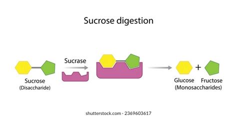 1 470 Glucose To Sucrose स्टॉक वेक्टर और वेक्टर आर्ट Shutterstock