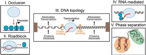 Figure 3 From Transcription Of Bacterial Chromatin Semantic Scholar