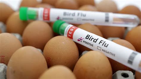 Cdc Raises Alarm Nine H5n1 Bird Flu Mutations Pose Pandemic Threat To
