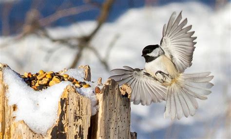 Black Capped Chickadee Winter