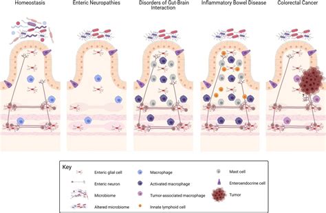 The Enteric Nervous System In Gastrointestinal Disease Etiology 2021