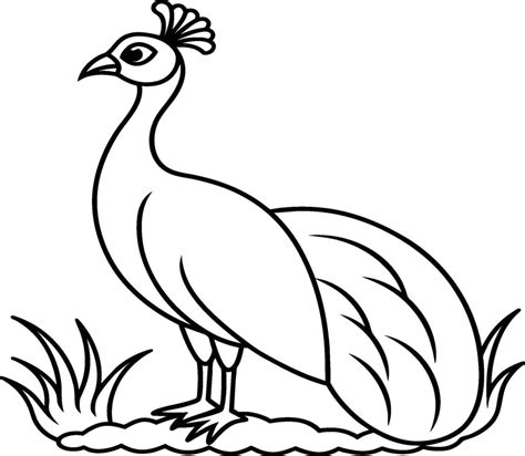 Peacock Bird Coloring Pages 43567682 Vector Art At Vecteezy