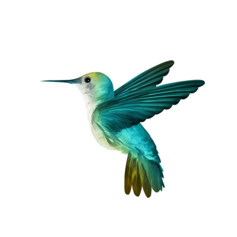 Колибри Png