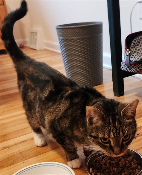 Mandy Stray Cat Relief Fund
