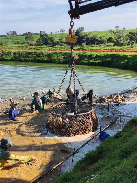 Peixes produzidos em ambientes controlados têm manejo profissional controle rigoroso da