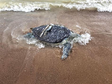 เต่าตนุ อายุ 20 ปี เกยตื้นตาย ริมหาดกินรี อึ้ง ในท้องเจอซาก หมุด ตะปู