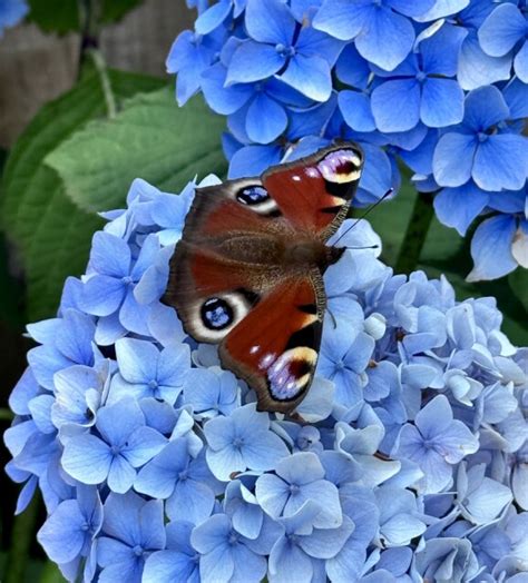 I Spotted This Beautiful Ams1 Blipfoto