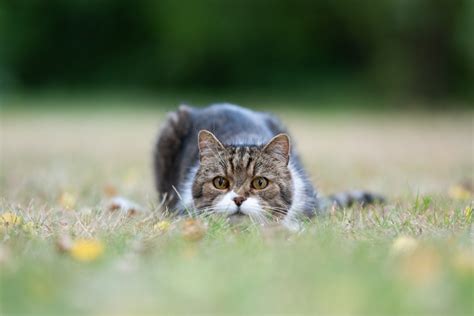 Should I Let My Cat Outside Pros Cons And Safety Tips
