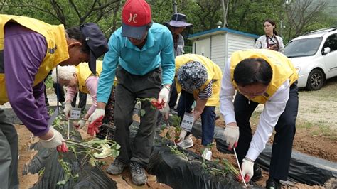 서울남부보훈지청 ‘청춘을 심는 실버 텃밭 행사 강남내일신문