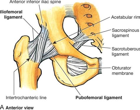Diagram Of Hip Joint Hip Joint Ligament Femur Head Acetabula