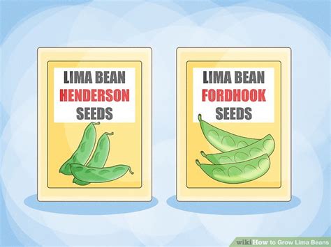 How To Grow Lima Beans Steps With Pictures WikiHow
