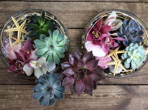 Суккуленты с орхидеями