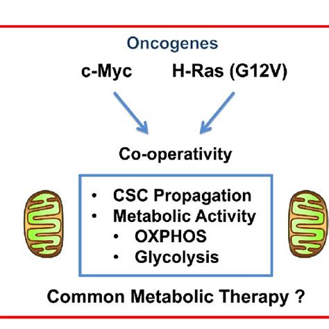 Myc Ras Co Operativity Fuels Stemness In Cancer Cells Download
