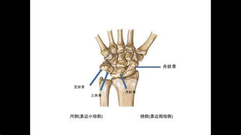 手腕解剖構造簡介－11樓的數字屋｜痞客邦