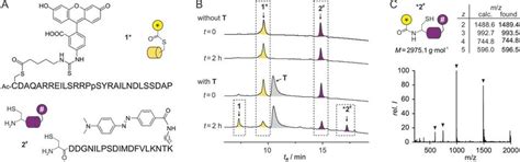 A Sequences With Chemical Structures Of Modifications Of Peptides 1