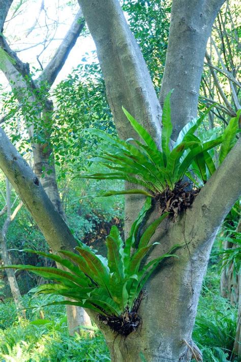 Asplenium Nidus Stock Image Image Of Leaf Tropical 349243769