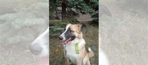 Собака купить в Магнитогорске Животные и зоотовары Авито