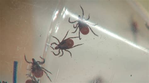 State Issues Warning About Exotic Invasive Ticks Nbc Connecticut