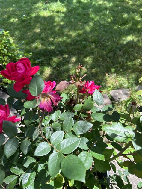 Rose Rosette R Gardening