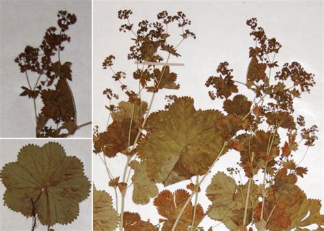 Alchemilla Impexa Buser Portale Alla Flora Del Parco Nazionale