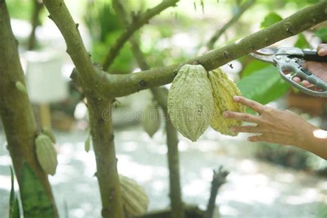 Farmer Harvest Cacao Bean Fruit Cocoa Pod From Tree Stock Image Image Of Shear Ripe 255609395