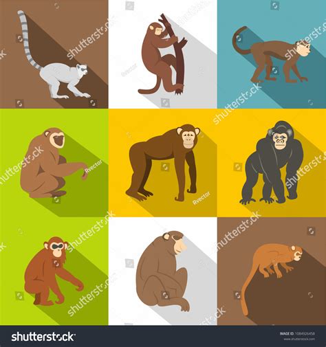 Monkey Types Icon Set Flat Style 스톡 일러스트 1084926458 Shutterstock