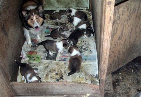 What Are Puppy And Kitten Mills