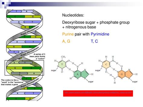 Dna The Molecule Of Life Ppt Download