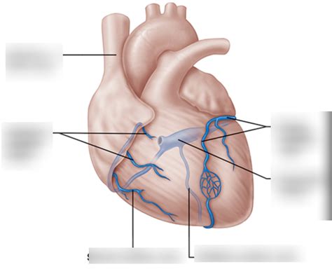 Heart Labeling 8 Diagram Quizlet