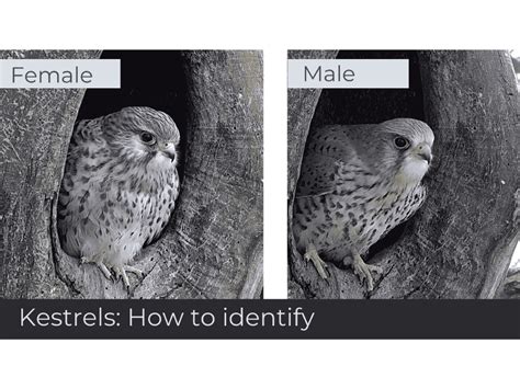 American Kestrel Male Vs Female Our American Kestrels Everything You