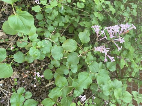 Syringa Pubescens Subsp Patula Downy Lilac Hairy Lilac Korean Lilac