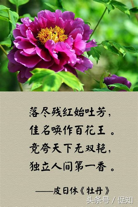 讚美牡丹，這些詩句簡直比花朵還美~ 每日頭條
