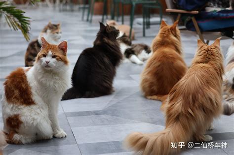 佳能 Eos R50 相机的用户拍照体验怎么样？ 知乎