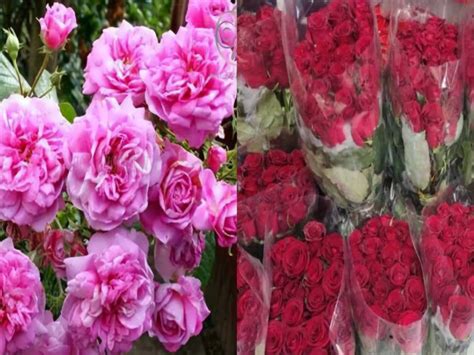 تفاوت رز ایرانی با گل محمدی