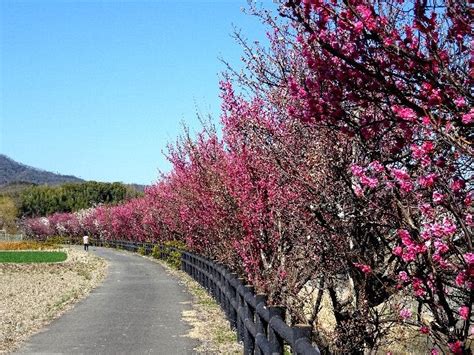 梅の並木道が姫路市香寺町にあります 人生は旅の途中