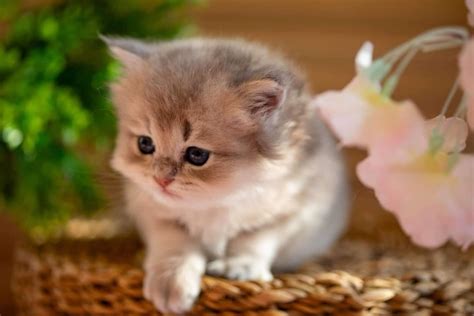 Instagram Photo By Best Cat House🐾 ️ ბრიტანული კნუტები ბრიტანული კატა • Oct 25 2024 At 3 47 Am