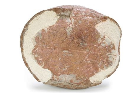 47 Colorful Fossil Tortoise Stylemys South Dakota 249238 For