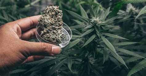 Tribal Sovereignty Fuels Growth In Native American Cannabis Businesses