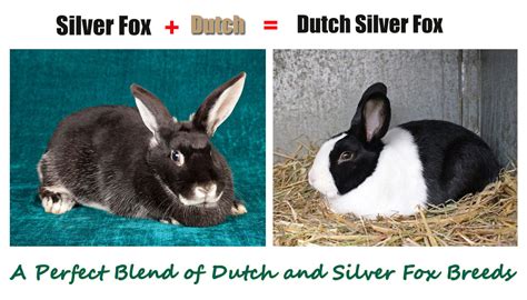 Dutch Silver Fox Hybrid Rabbits A Perfect Blend Of Dutch And Silver