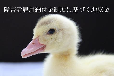障害者雇用納付金制度に基づく助成金 うみそら行政書士社労士事務所