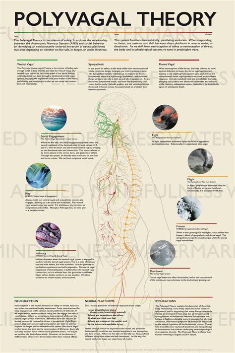 Polyvagaaltheorie Zenuwstelsel Nervus Vagus Illustraties